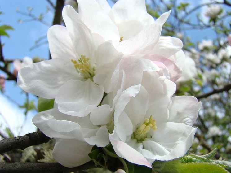 Melo da fiore - Piante da giardino - Pianta fiore Melo da fiore - Piante da giardino - Pianta fiore